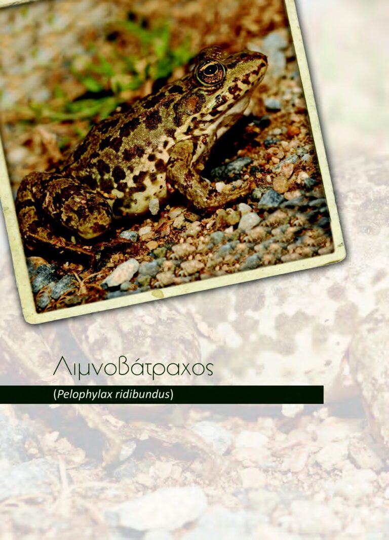 Άτλαντας Αμφιβίων και Ερπετών της Ελλάδας (δωρεάν PDF) - Ερανιστής